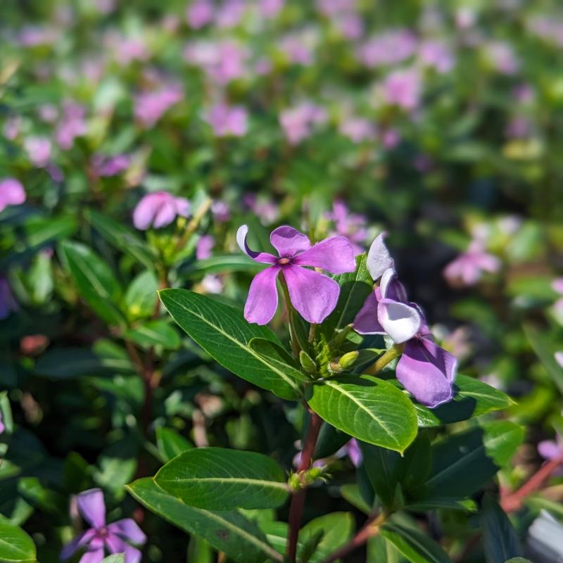 Canterbury Farms Nursery - Dwarf Vinca * ‘Soiree Kawaii’ Blueberry Kiss 1G